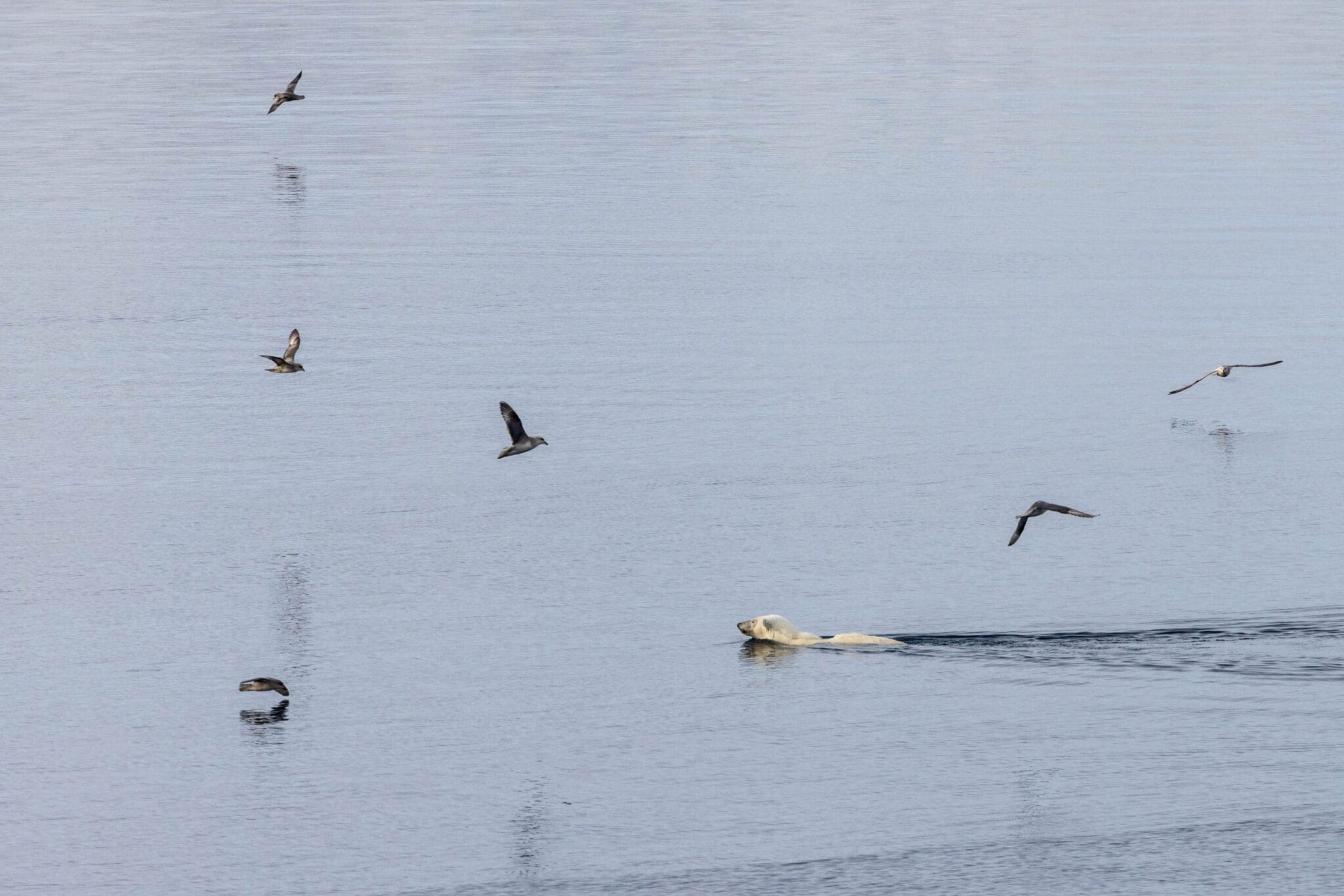Polar Bear Spotting in Svalbard: A Thrilling Arctic Adventure