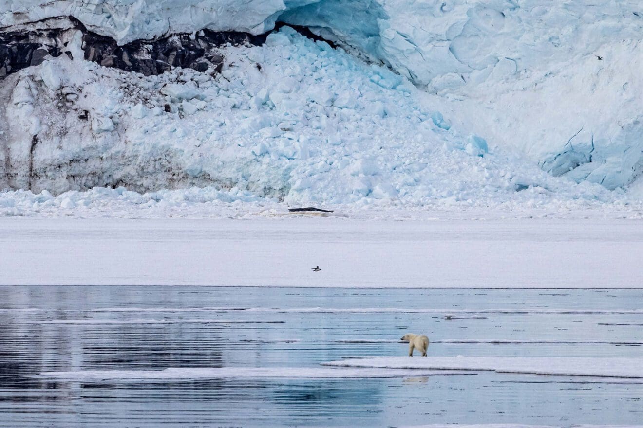 Polar Bear Spotting in Svalbard: A Thrilling Arctic Adventure